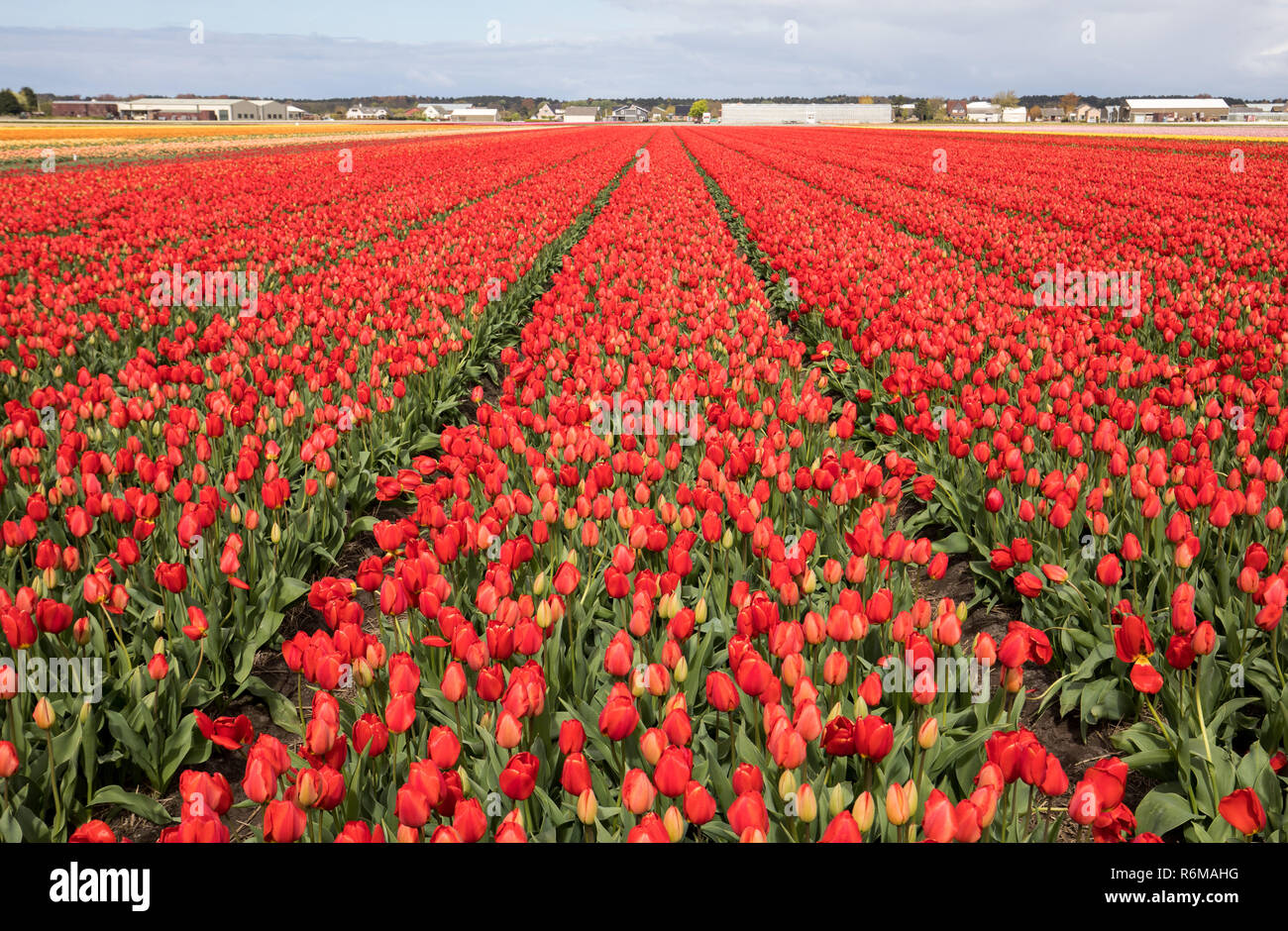 Tulip fields of the Bollenstreek, South Holland, Netherlands Stock ...