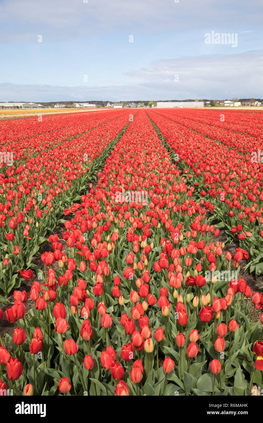 Tulip fields of the Bollenstreek, South Holland, Netherlands Stock ...