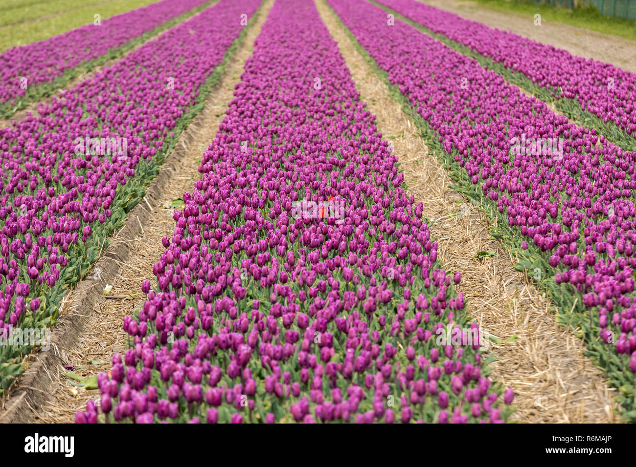 Tulip fields in the Bollenstreek, South Holland, Netherlands Stock ...