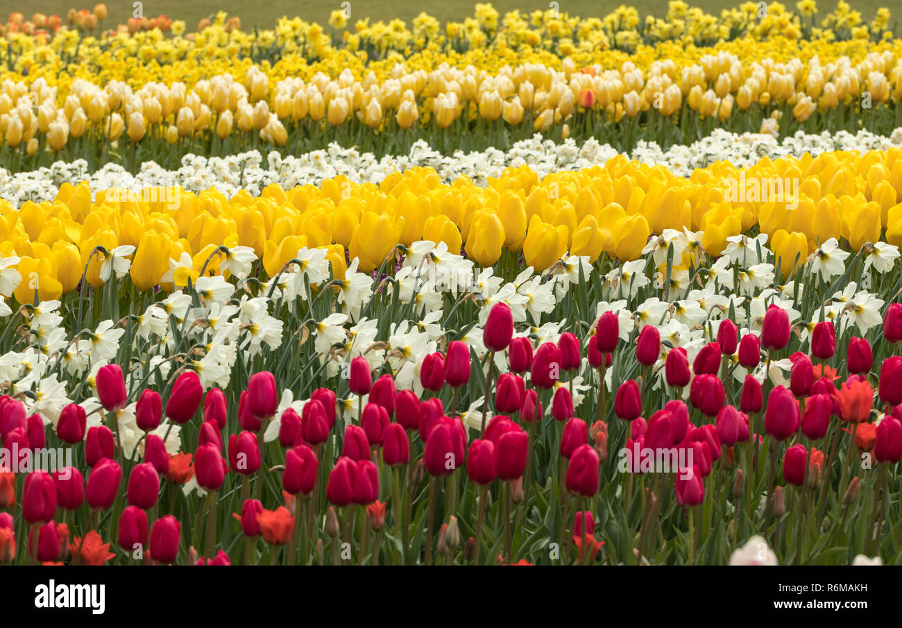 Tulip fields in the Bollenstreek, South Holland, Netherlands Stock ...
