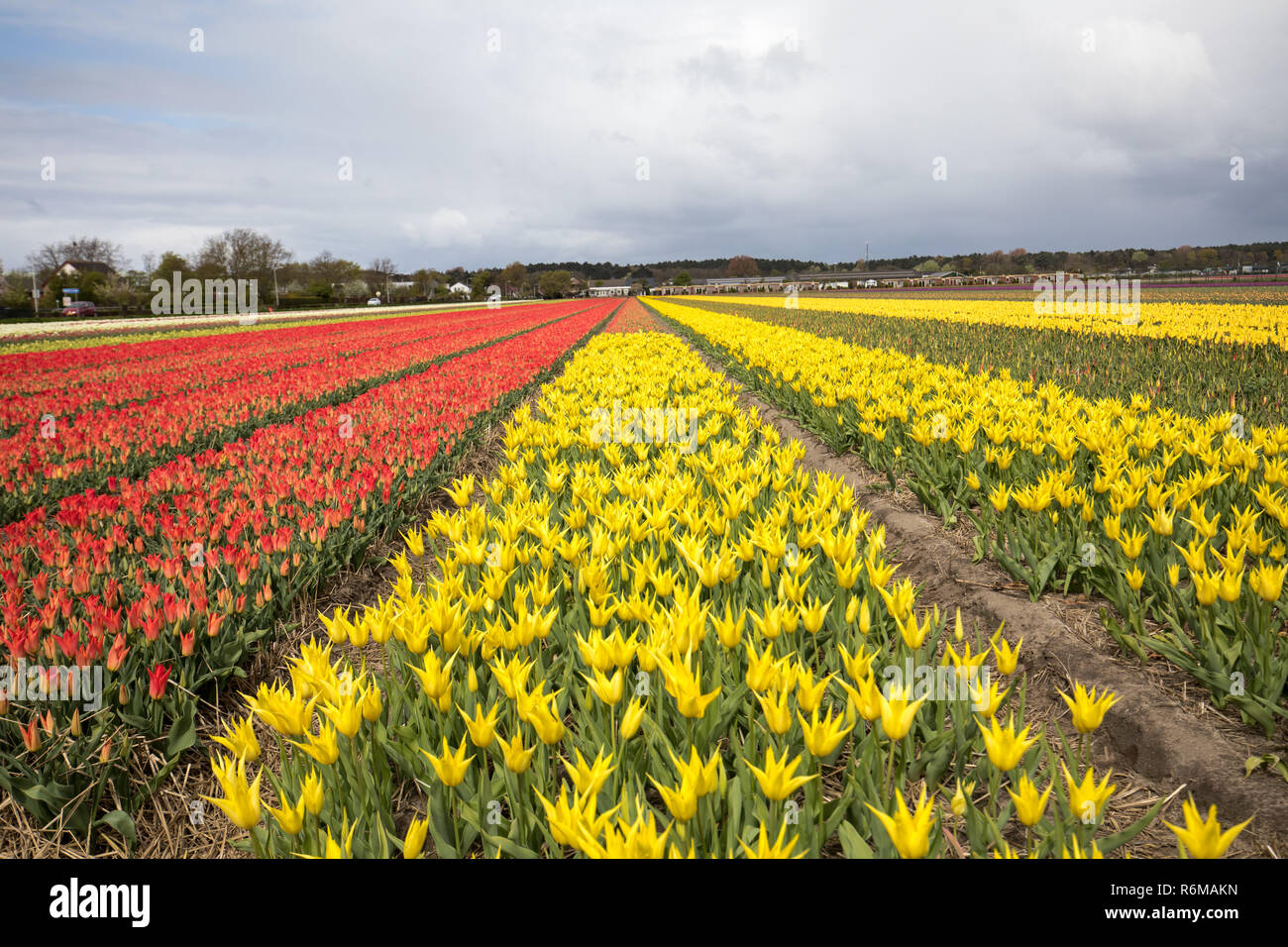 Tulip fields in the Bollenstreek, South Holland, Netherlands Stock ...