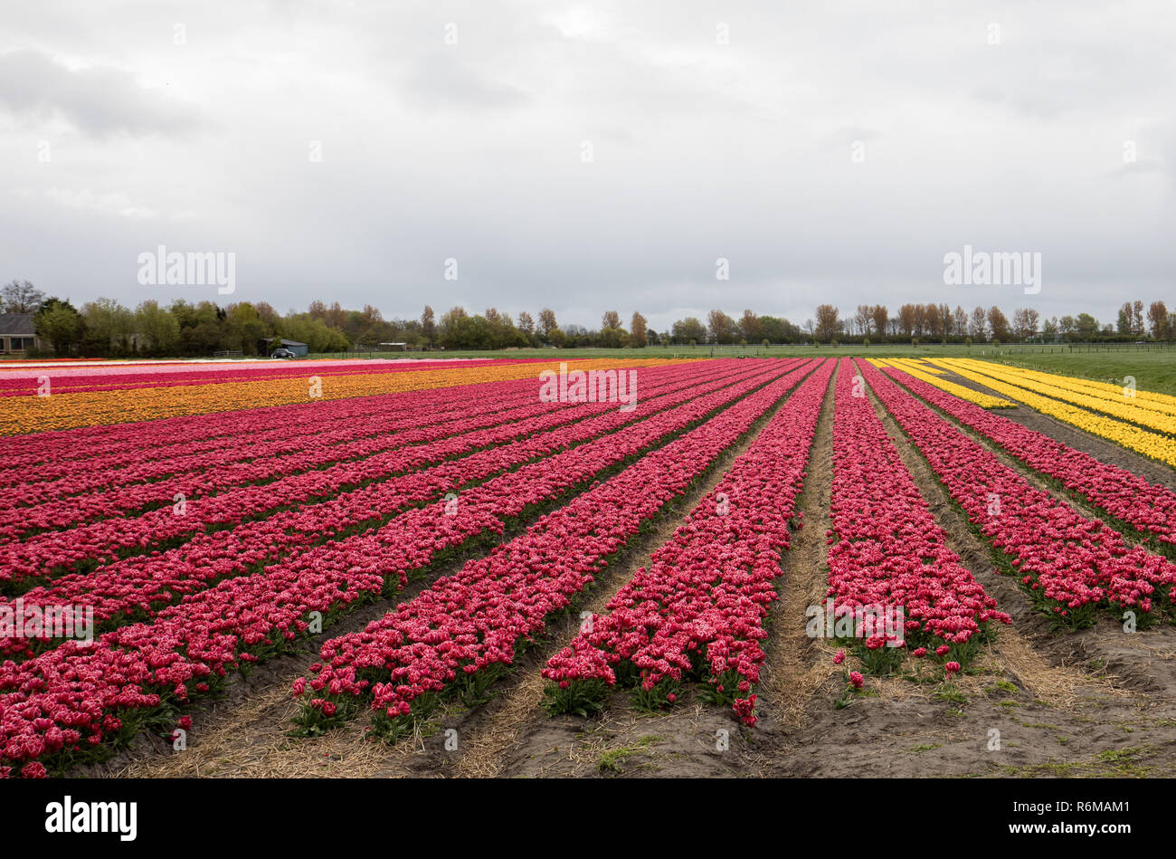 Tulip fields in the Bollenstreek, South Holland, Netherlands Stock ...
