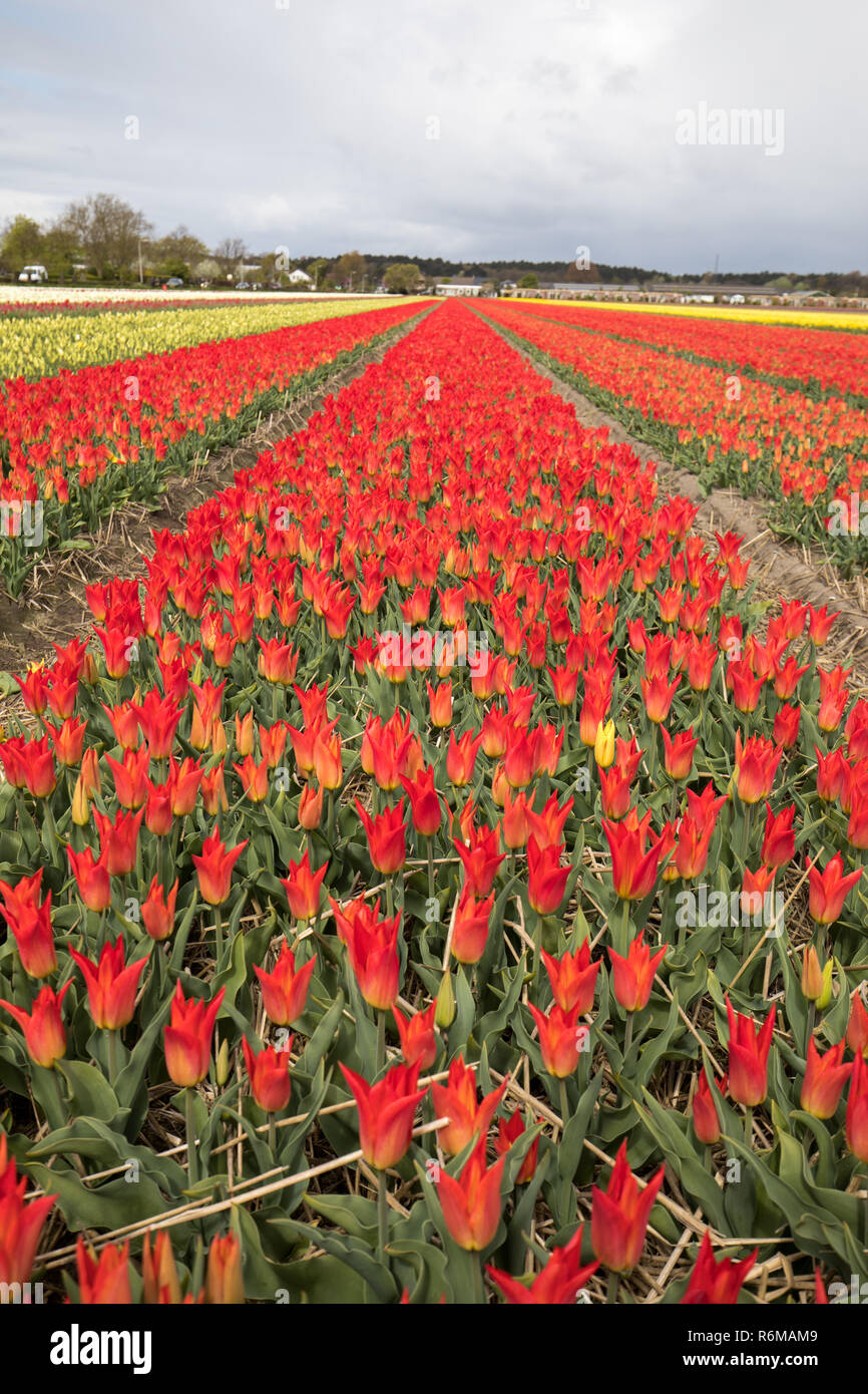 Tulip fields of the Bollenstreek, South Holland, Netherlands Stock ...