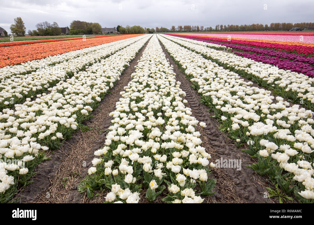 Tulip fields of the Bollenstreek, South Holland, Netherlands Stock ...