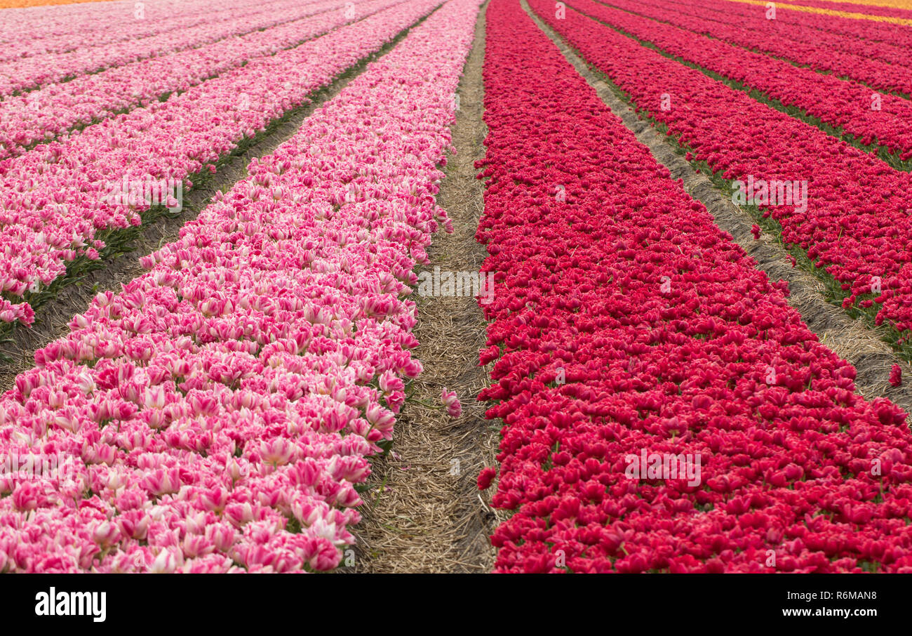 Tulip fields of the Bollenstreek, South Holland, Netherlands Stock ...