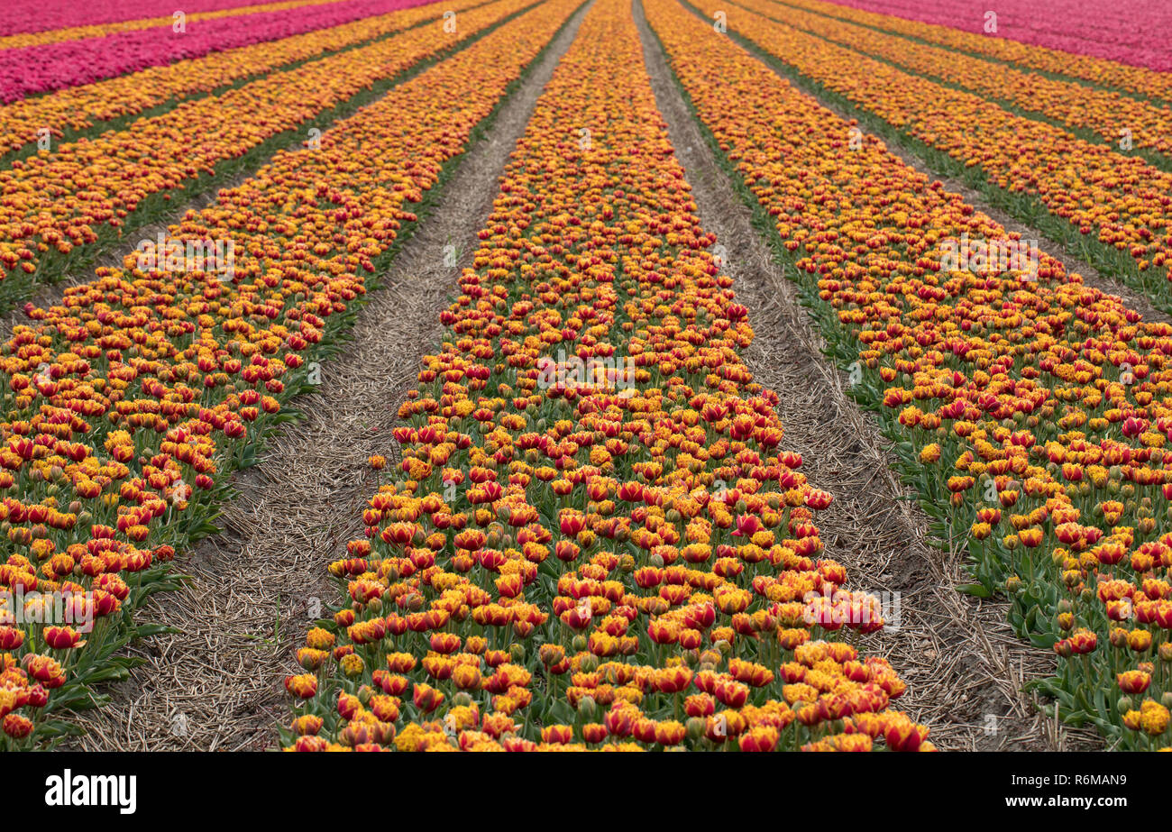 Tulip fields of the Bollenstreek, South Holland, Netherlands Stock ...
