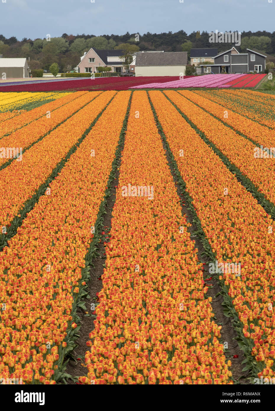 Tulip fields of the Bollenstreek, South Holland, Netherlands Stock ...