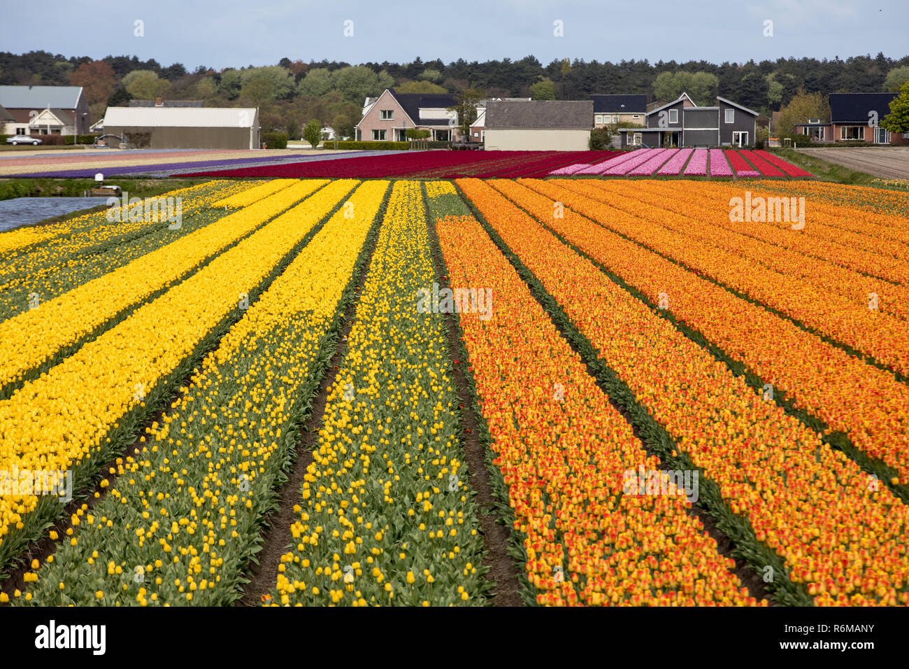 Tulip fields of the Bollenstreek, South Holland, Netherlands Stock ...