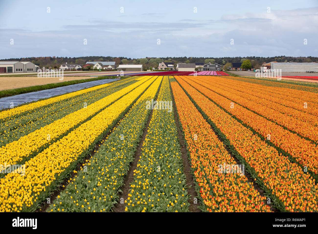 Tulip fields of the Bollenstreek, South Holland, Netherlands Stock ...