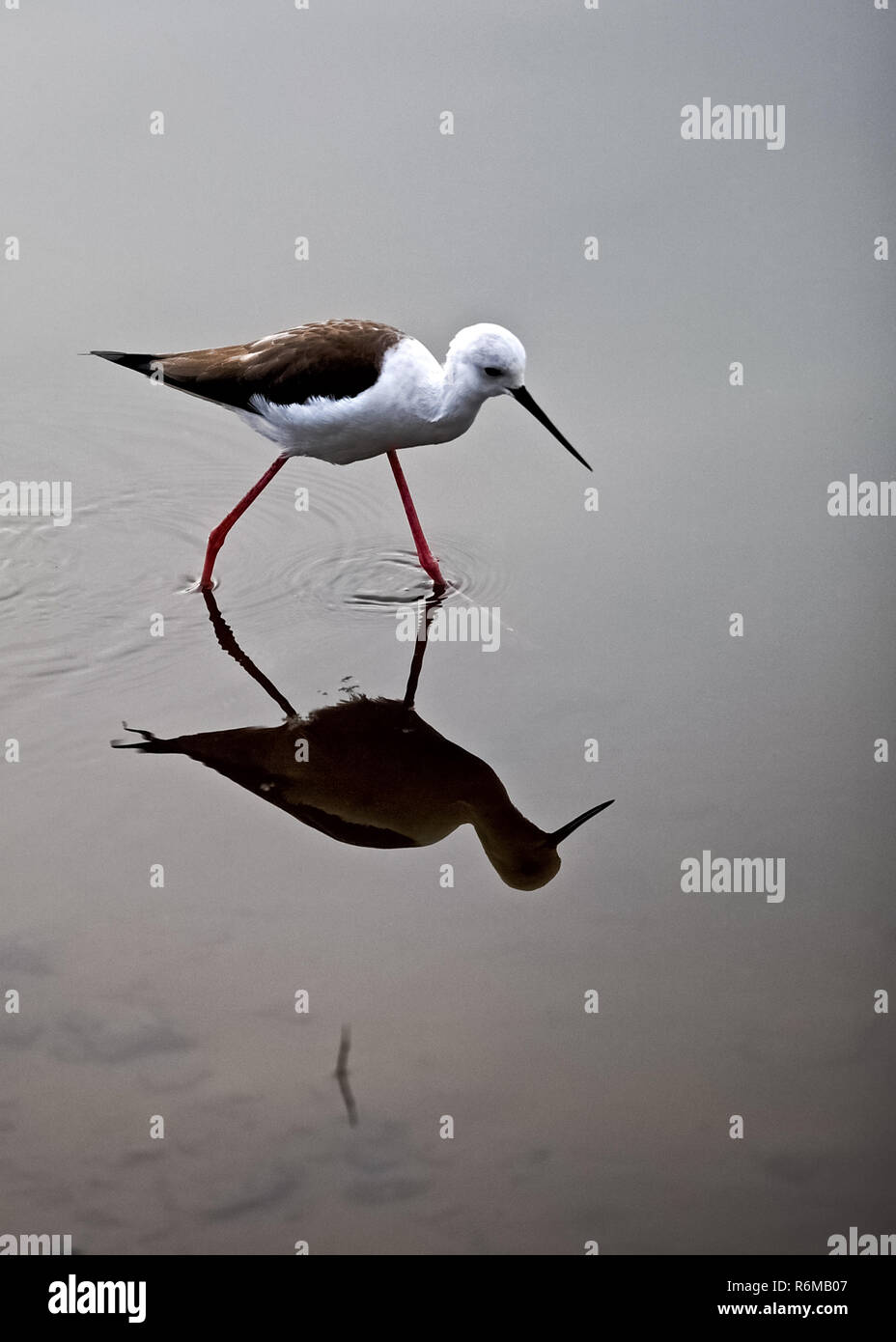 Black legged stilt hi-res stock photography and images - Alamy