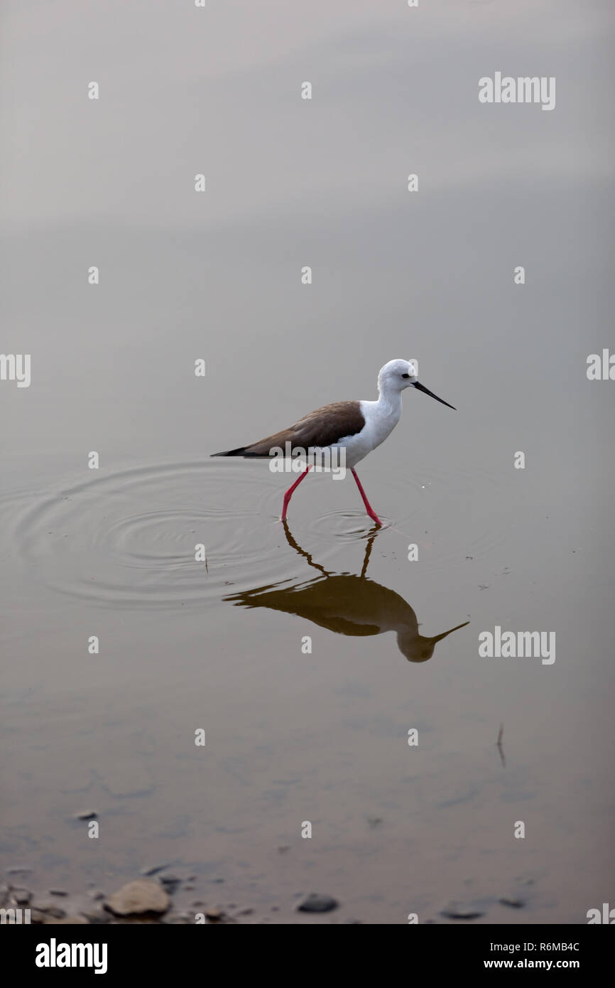 Black legged stilt hi-res stock photography and images - Alamy