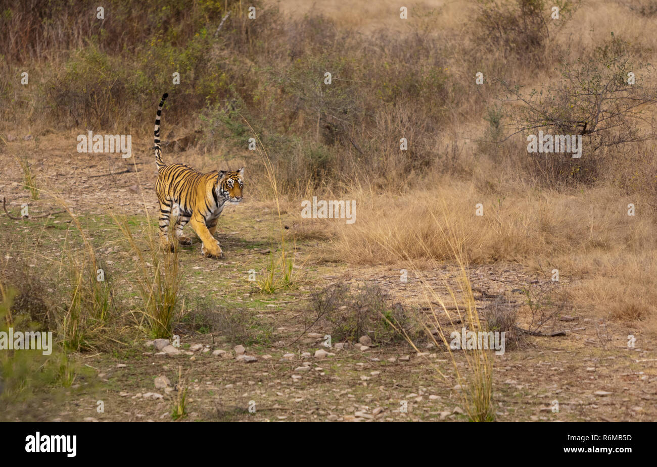 Tiger Chasing Man