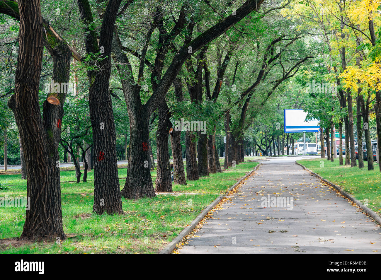 Green tree lined road in Khabarovsk, Russia Stock Photo - Alamy