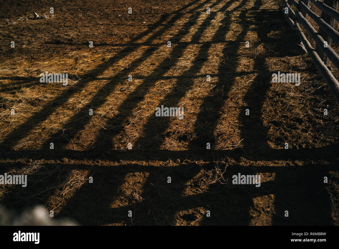 Cattle pen hi-res stock photography and images - Alamy