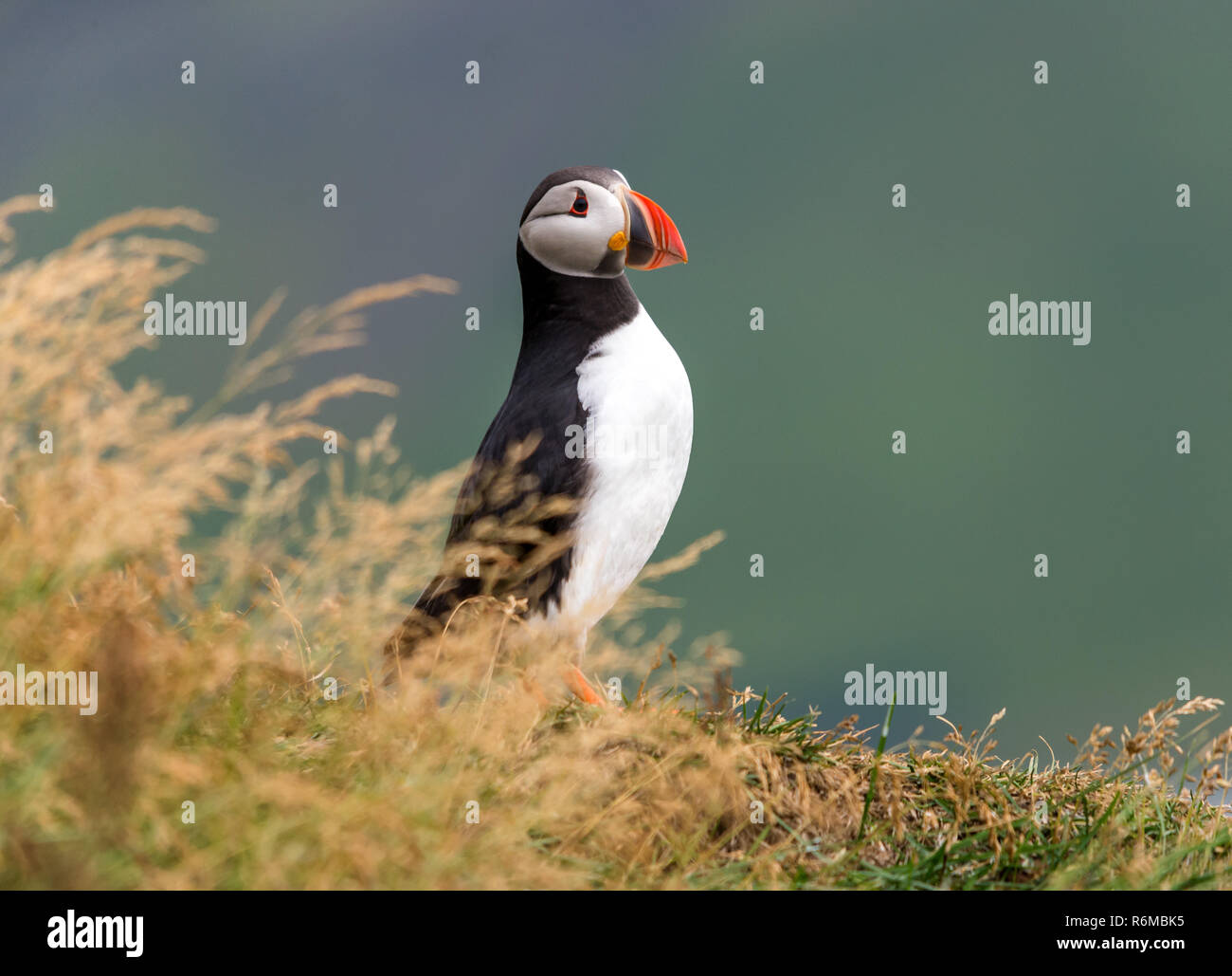 The Atlantic puffin, also known as the common puffin Stock Photo - Alamy