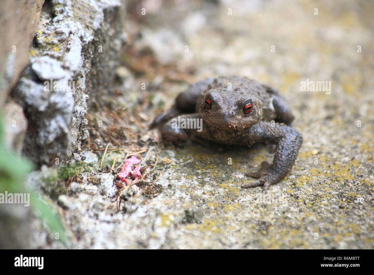 Cane toad and frog hi-res stock photography and images - Alamy