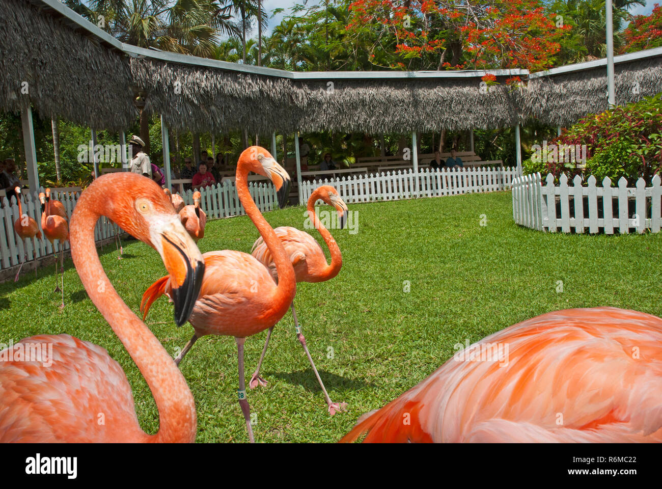 Marching Flamingo show in Ardastra Botanical Gardens in Nassau Stock ...
