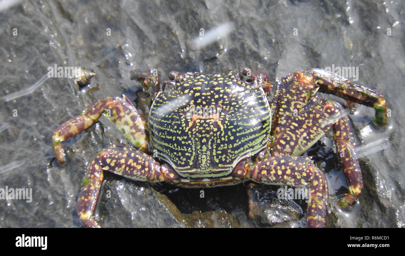 hermit crab and crabs on the beach Stock Photo - Alamy