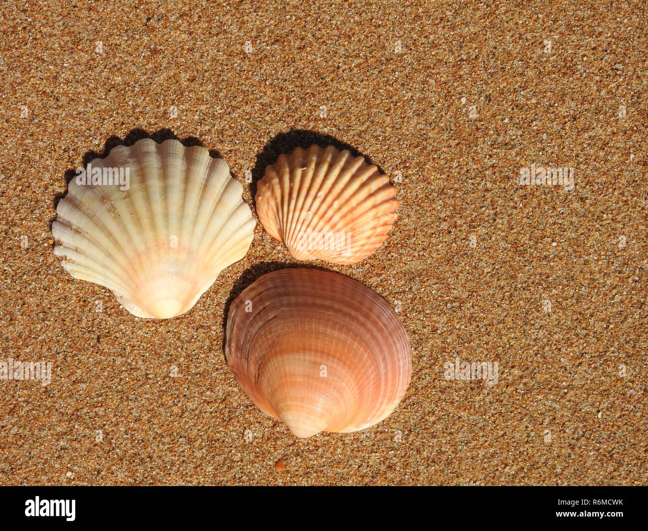 seashell on the beach Stock Photo - Alamy