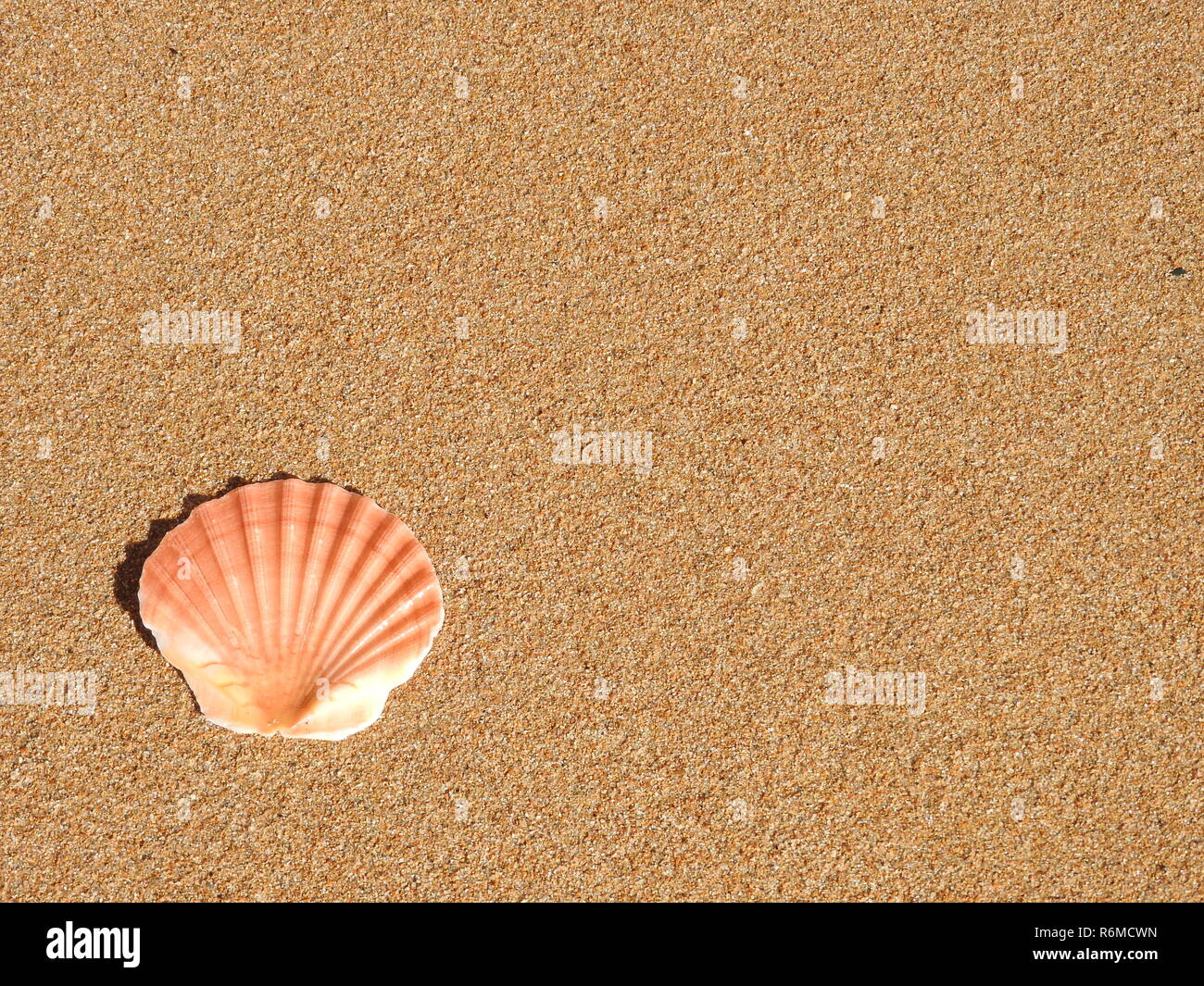 seashell on the beach Stock Photo - Alamy