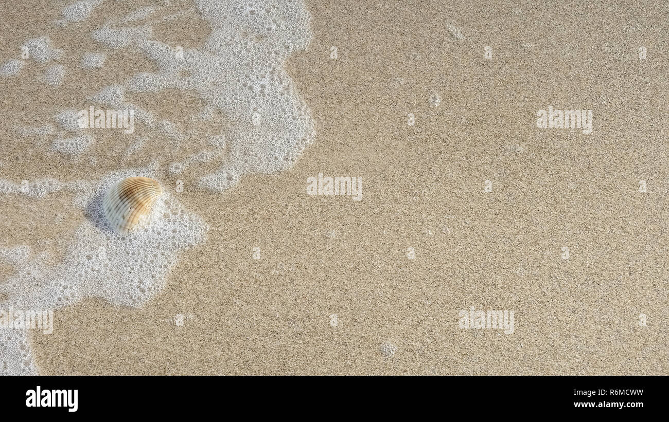 seashell on the beach Stock Photo - Alamy