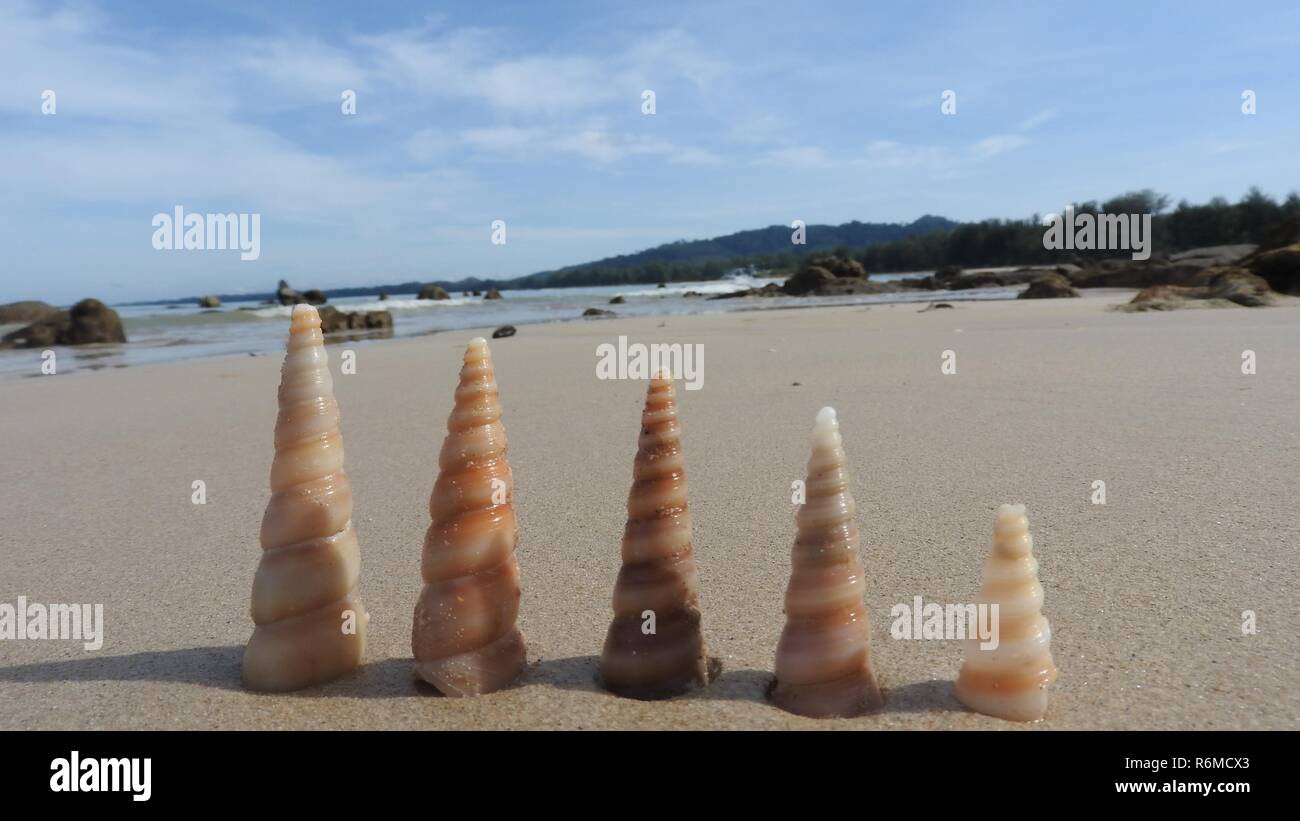 seashell on the beach Stock Photo - Alamy