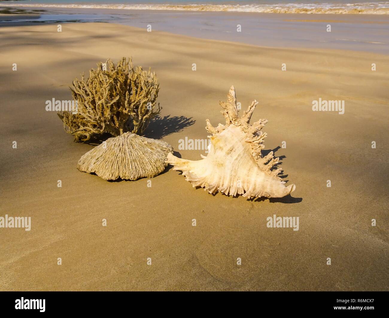 seashell on the beach Stock Photo - Alamy