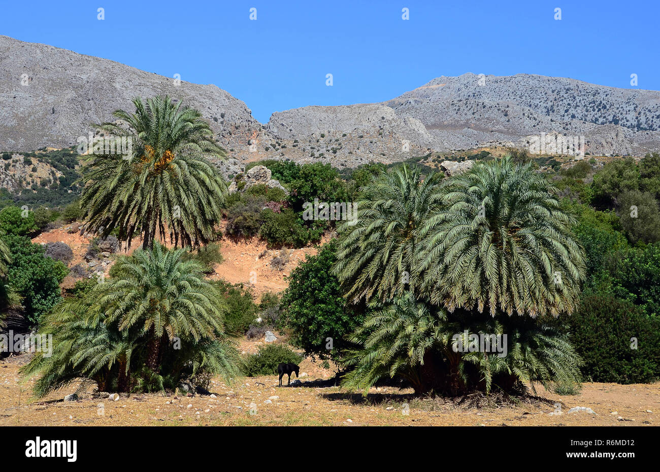 palm trees on crete Stock Photo - Alamy
