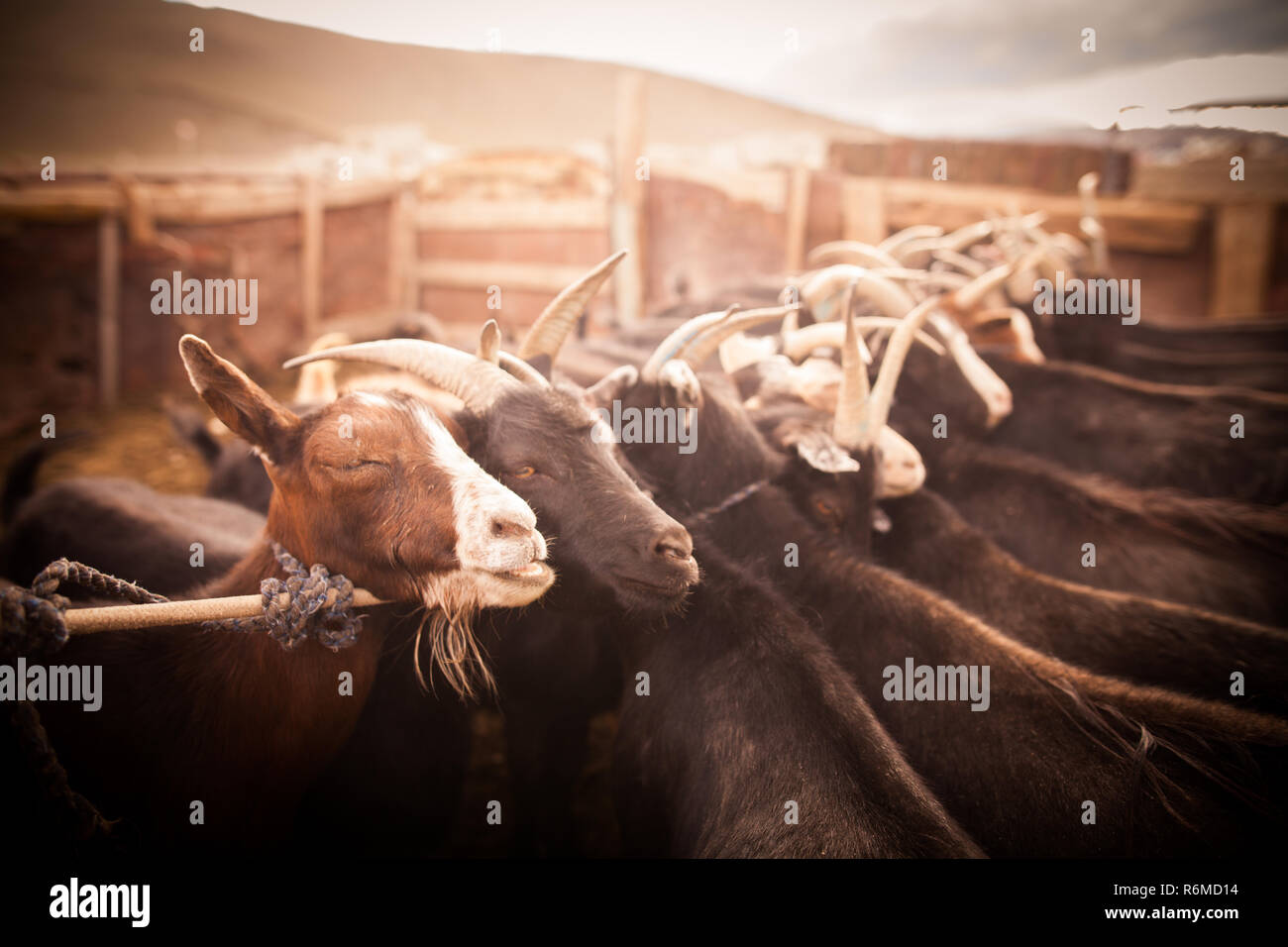 Group of goats Stock Photo - Alamy
