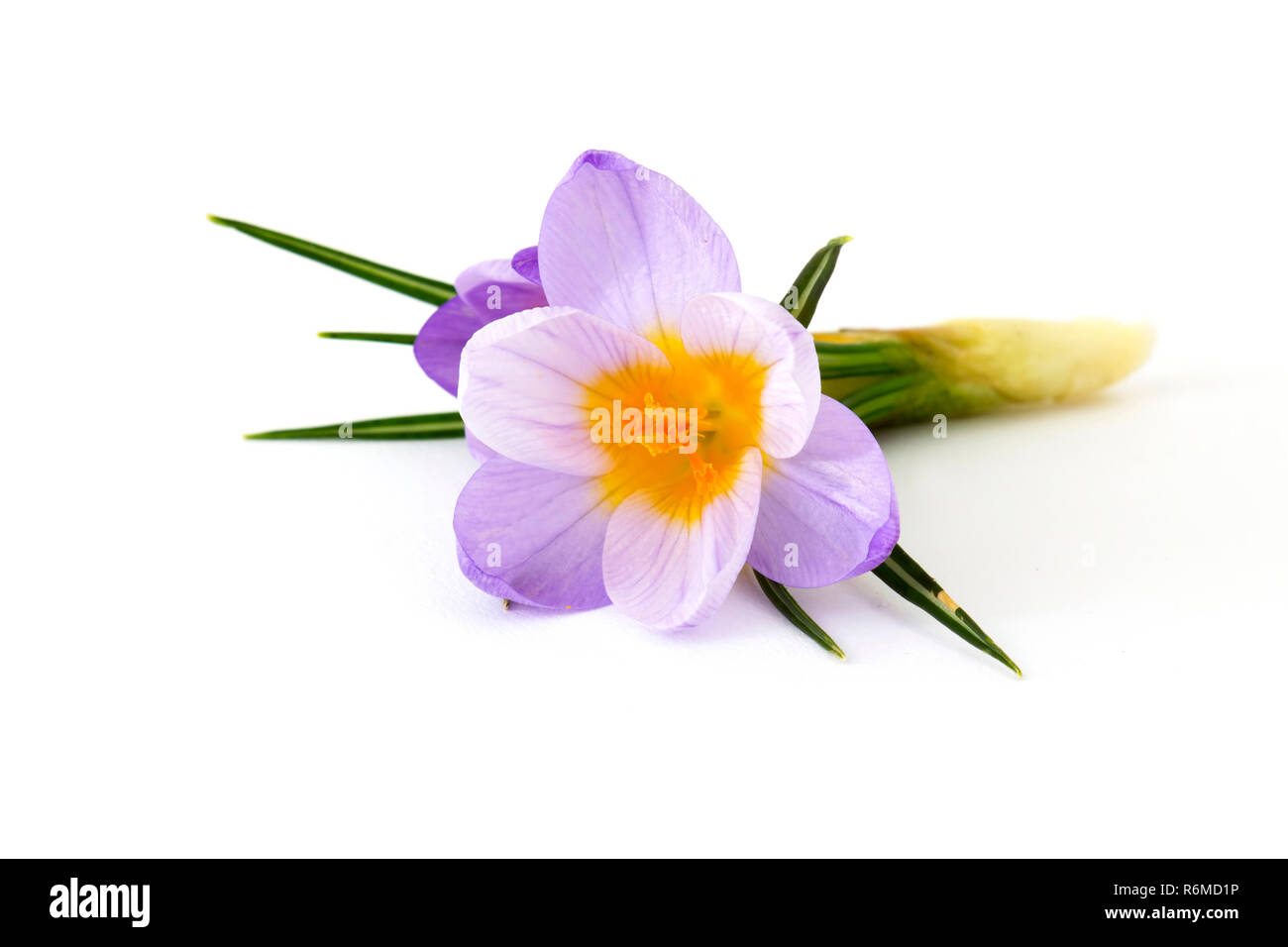 Conspicuous flowers Cut Out Stock Images & Pictures - Alamy