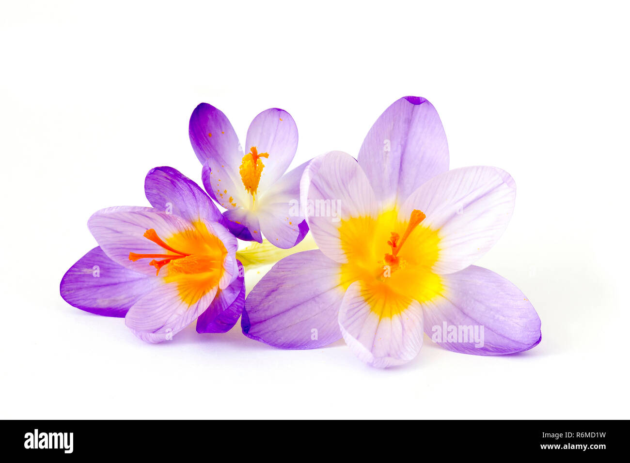 crocus - one of the first spring flowers Stock Photo - Alamy