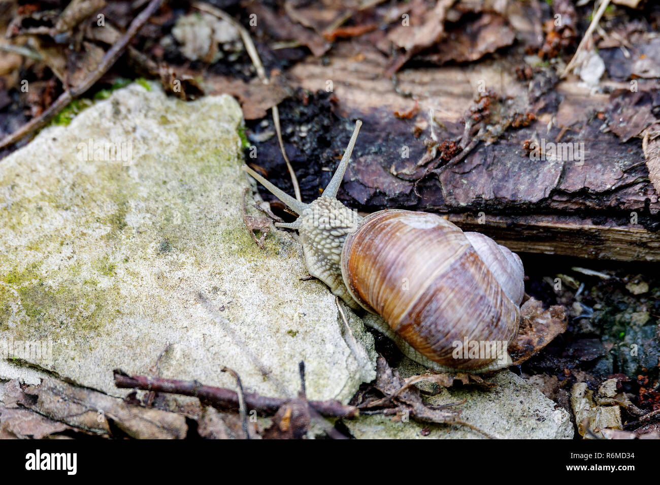 Garden snail (Helix aspersa Stock Photo - Alamy