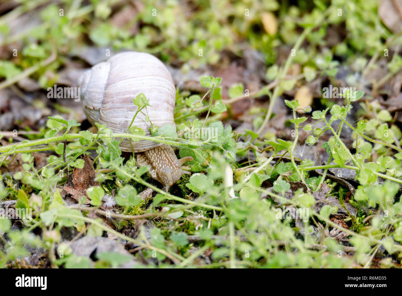 Garden snail (Helix aspersa Stock Photo - Alamy