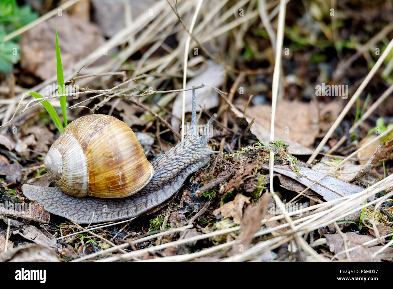 Garden snail (Helix aspersa Stock Photo - Alamy