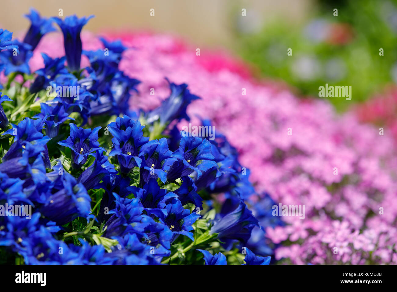 Trumpet gentiana blue flower in spring garden Stock Photo - Alamy
