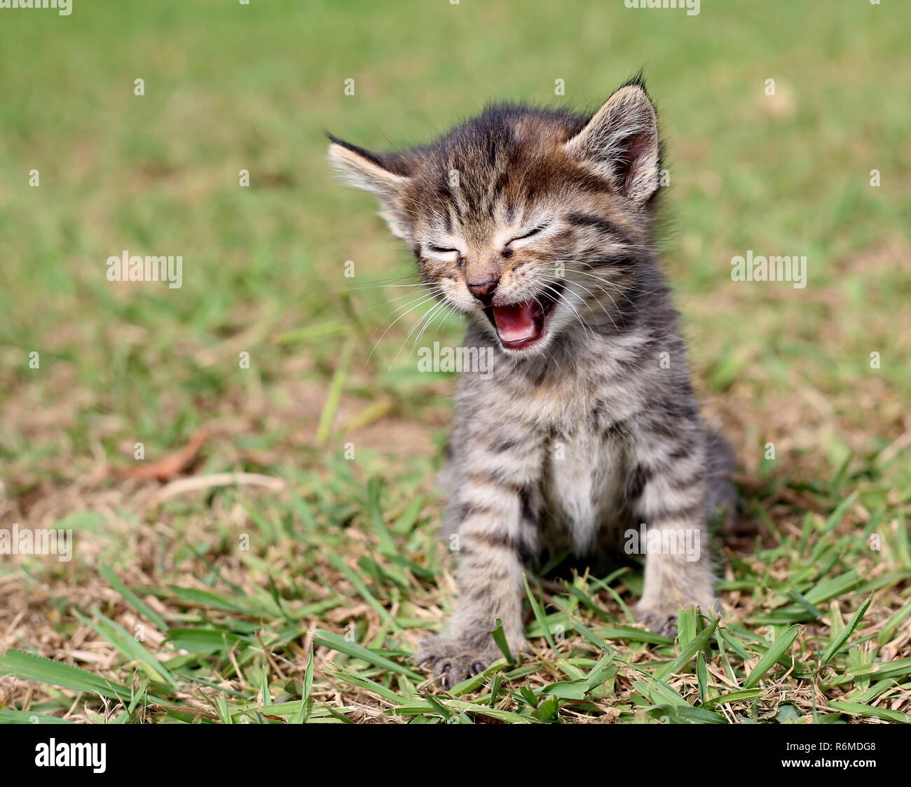 Kitten Meowing