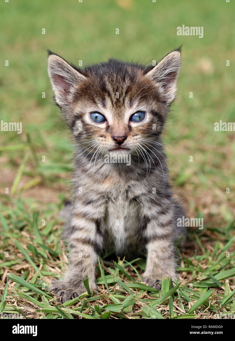 Cute little kitten portrait Stock Photo - Alamy