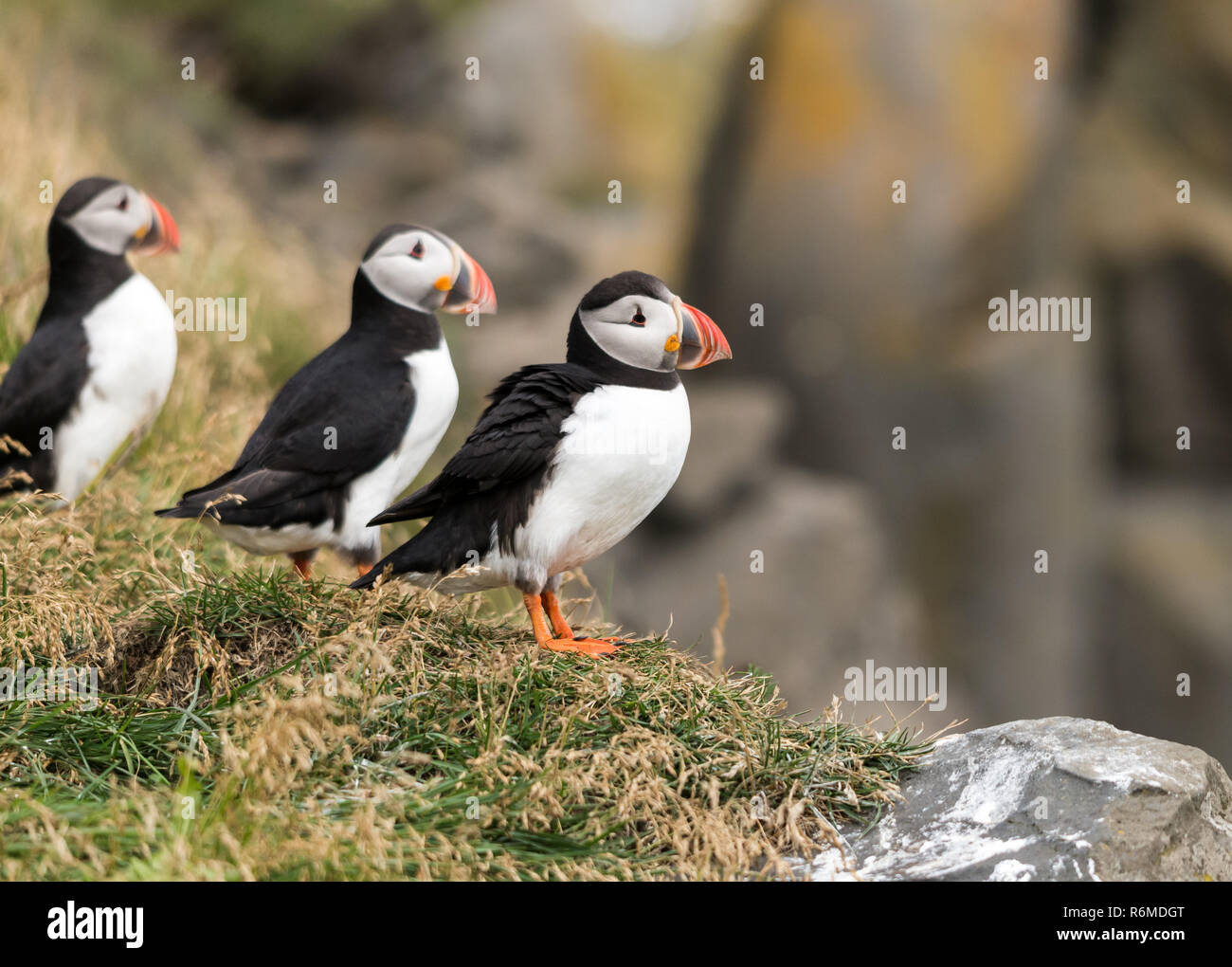 The Atlantic puffin, also known as the common puffin Stock Photo - Alamy