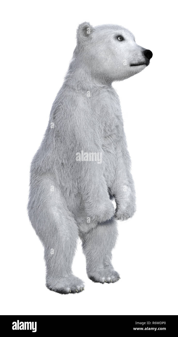 Young polar bear ursus Cut Out Stock Images & Pictures - Alamy