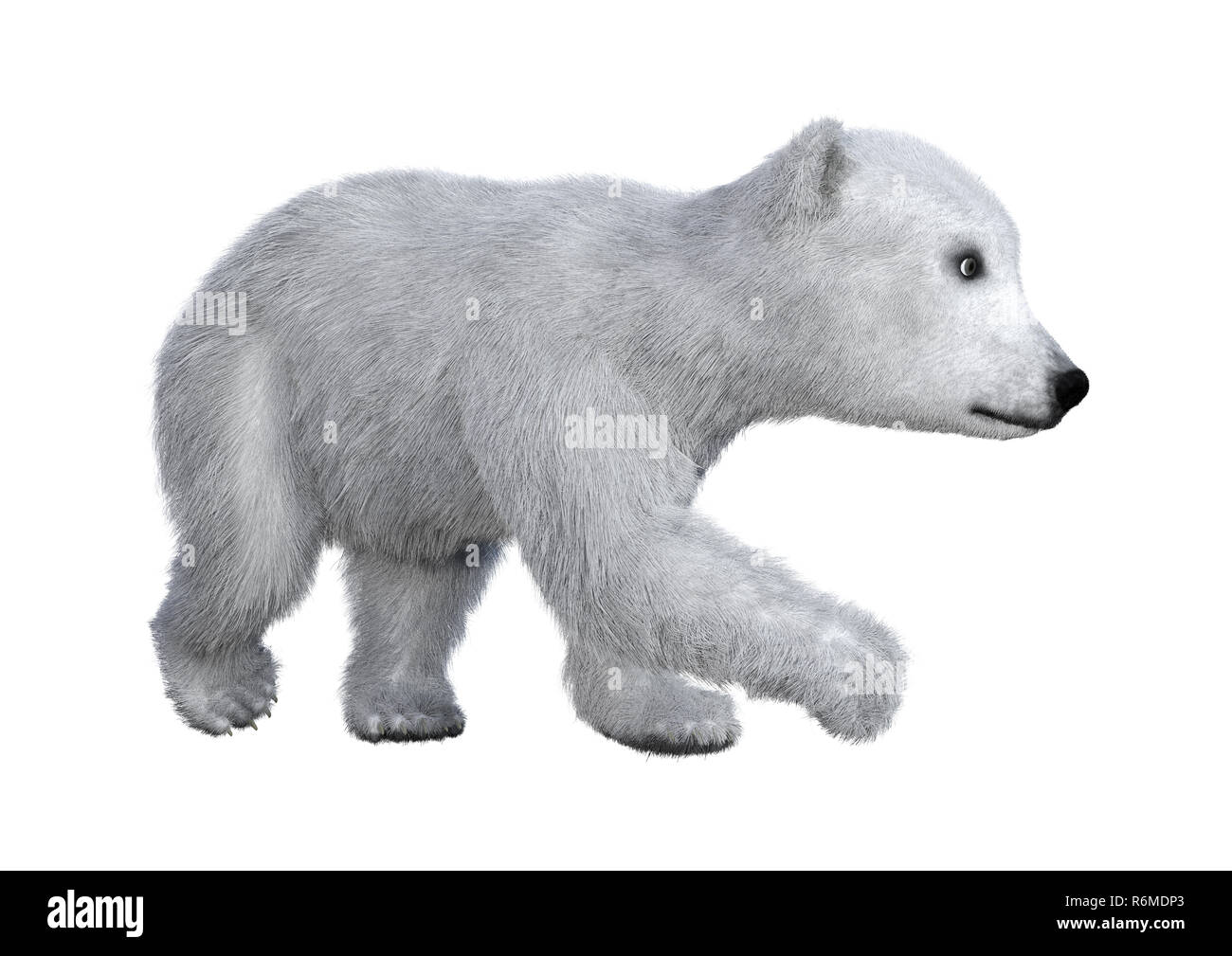 Young polar bear ursus Cut Out Stock Images & Pictures - Alamy