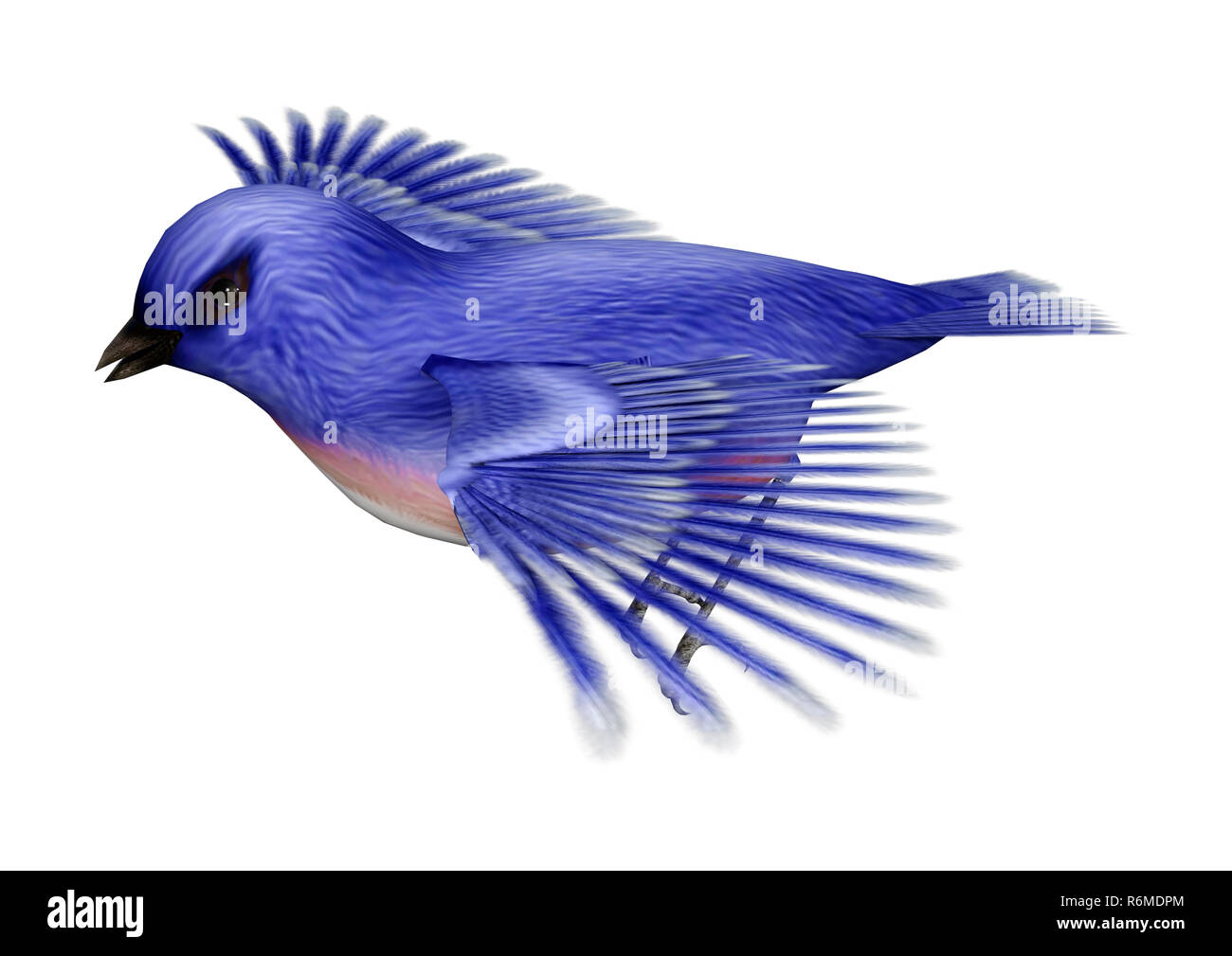 3D Rendering Eastern Bluebird on White Stock Photo - Alamy