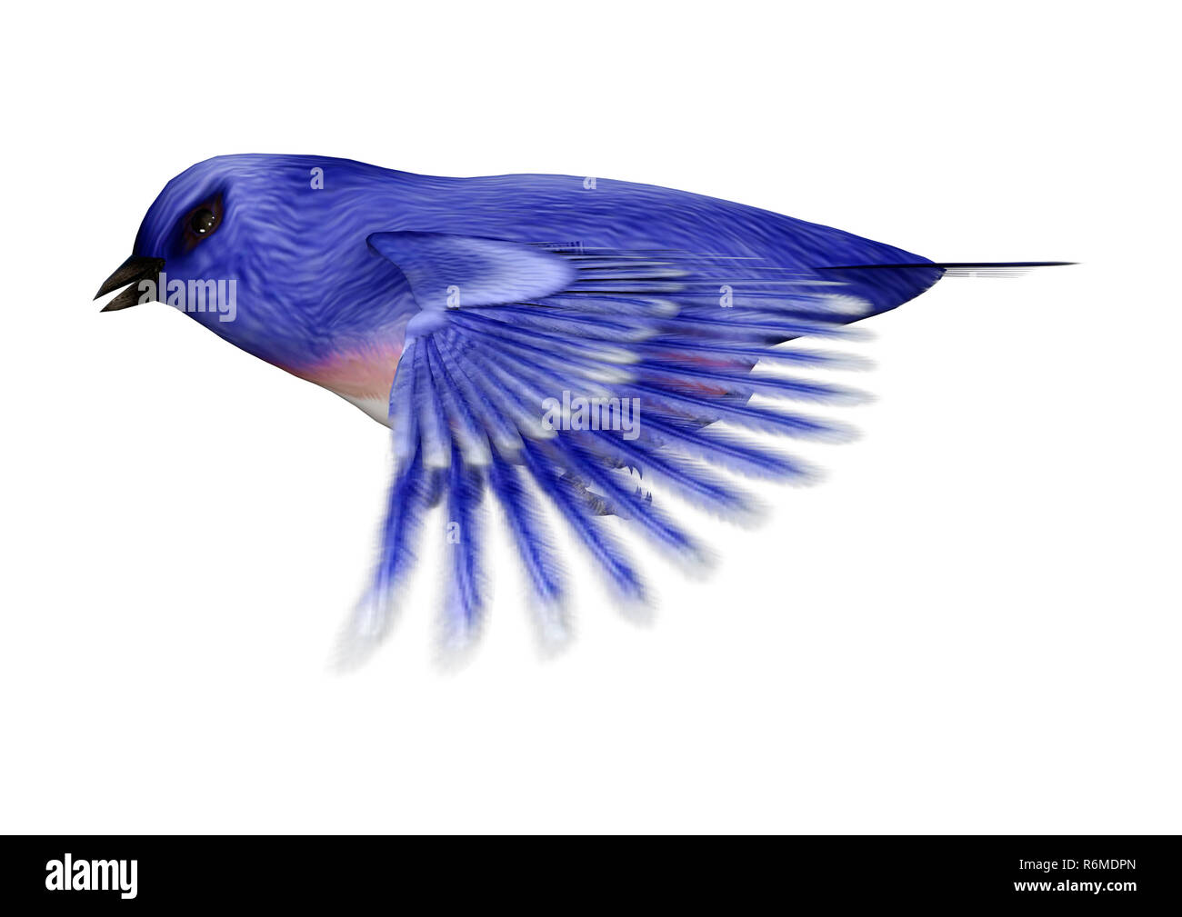 Bluebird White Background