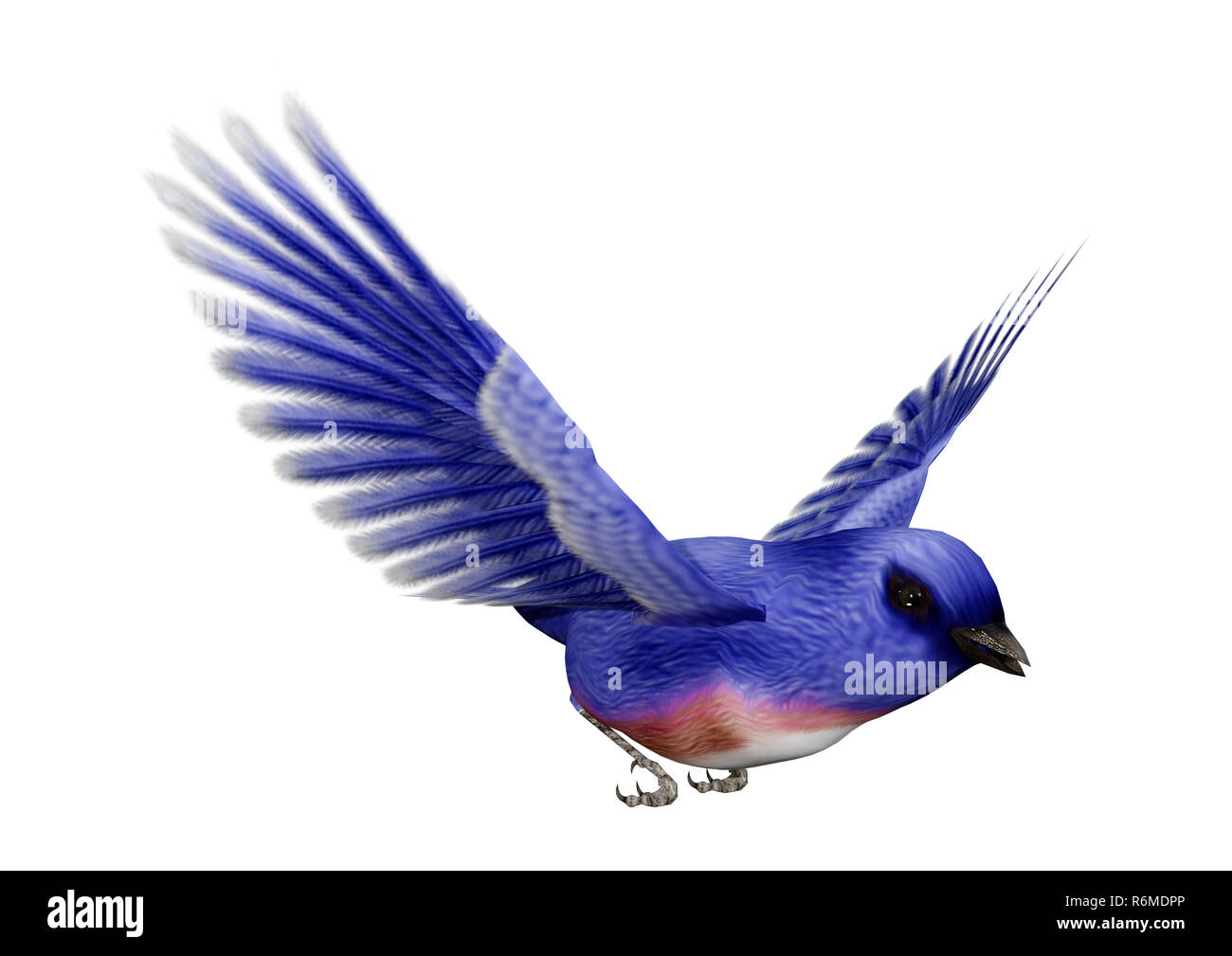 3D Rendering Eastern Bluebird on White Stock Photo - Alamy