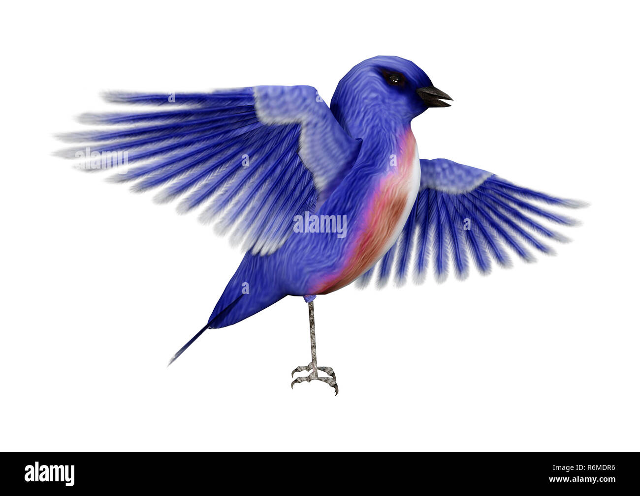 3D Rendering Eastern Bluebird on White Stock Photo - Alamy