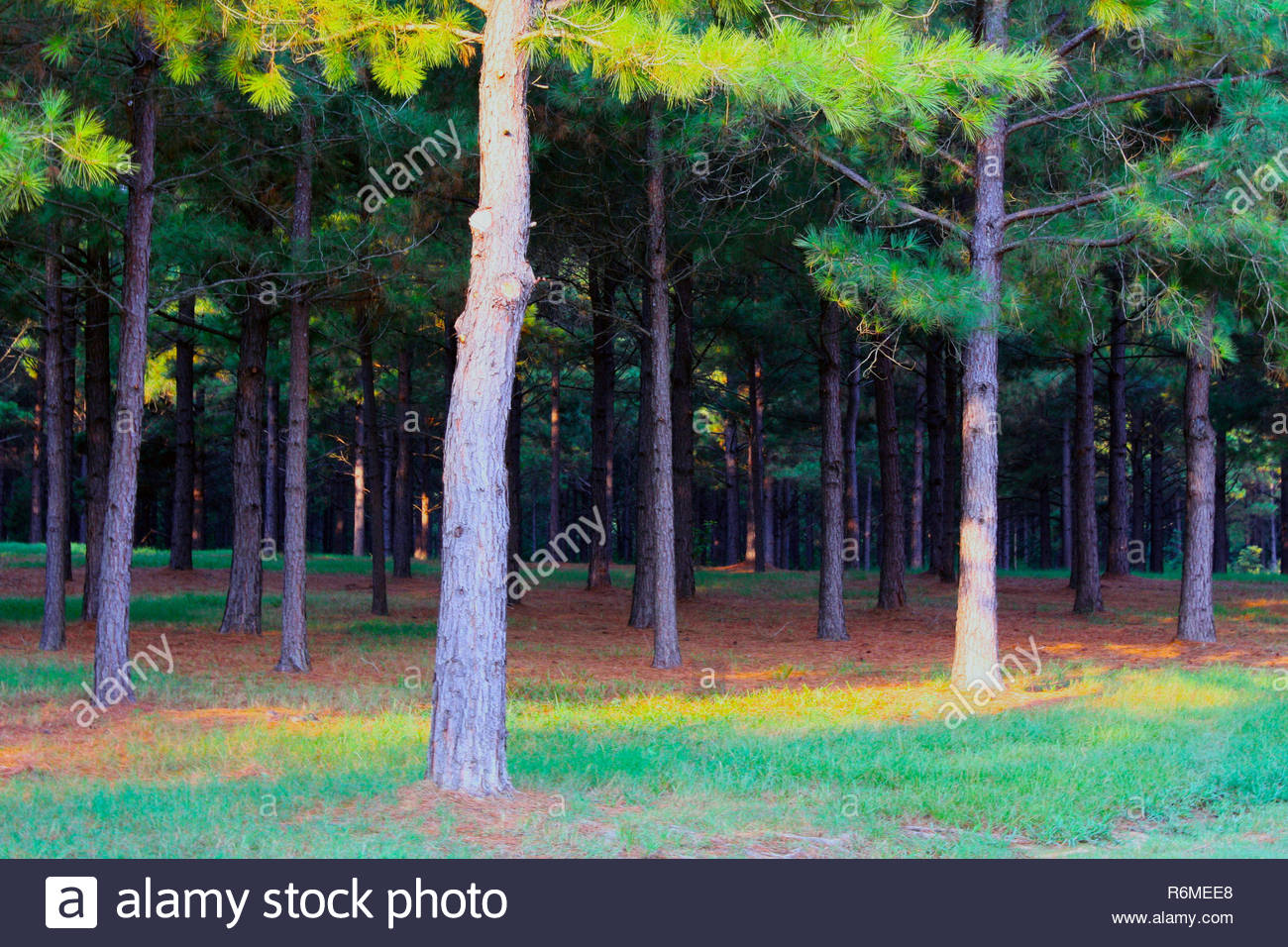 Pine Trees Texas Stock Photos & Pine Trees Texas Stock Images - Alamy