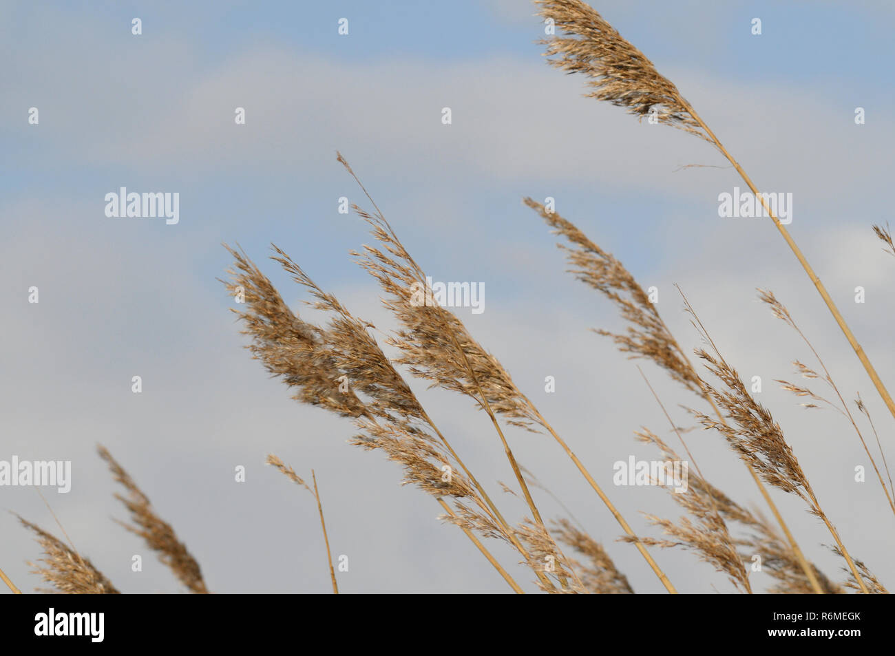 Blades of green reed hi-res stock photography and images - Alamy