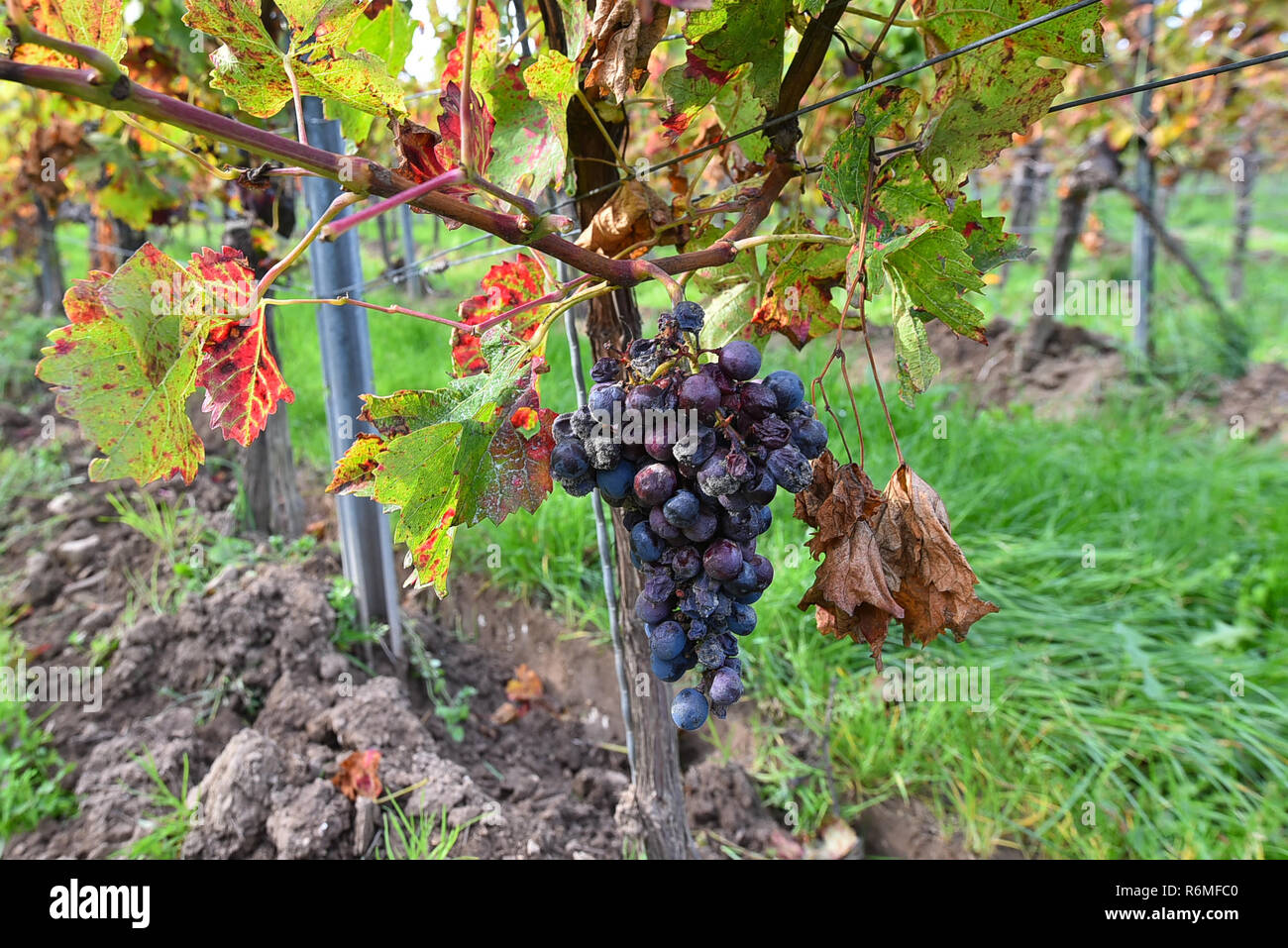 red grape on vine Stock Photo - Alamy
