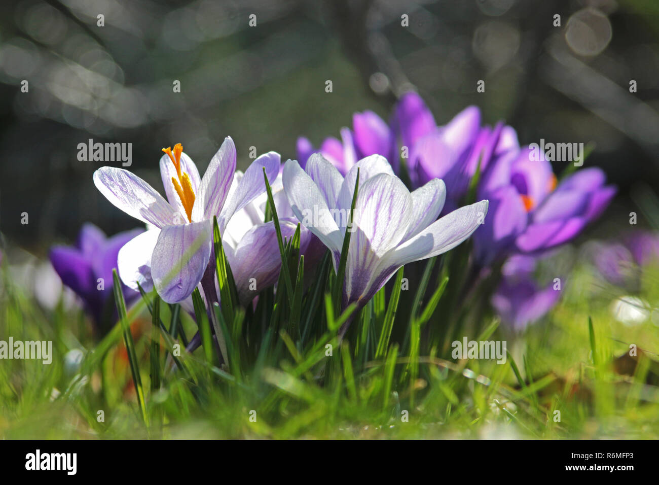 Bouncing back, nature hi-res stock photography and images - Alamy