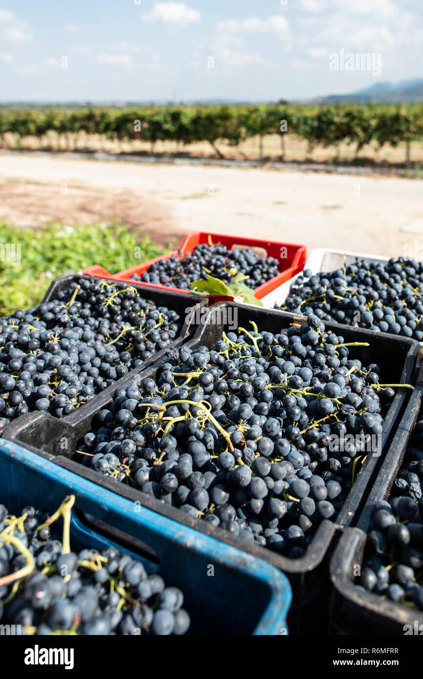 Crates with red grape in a winery Stock Photo - Alamy