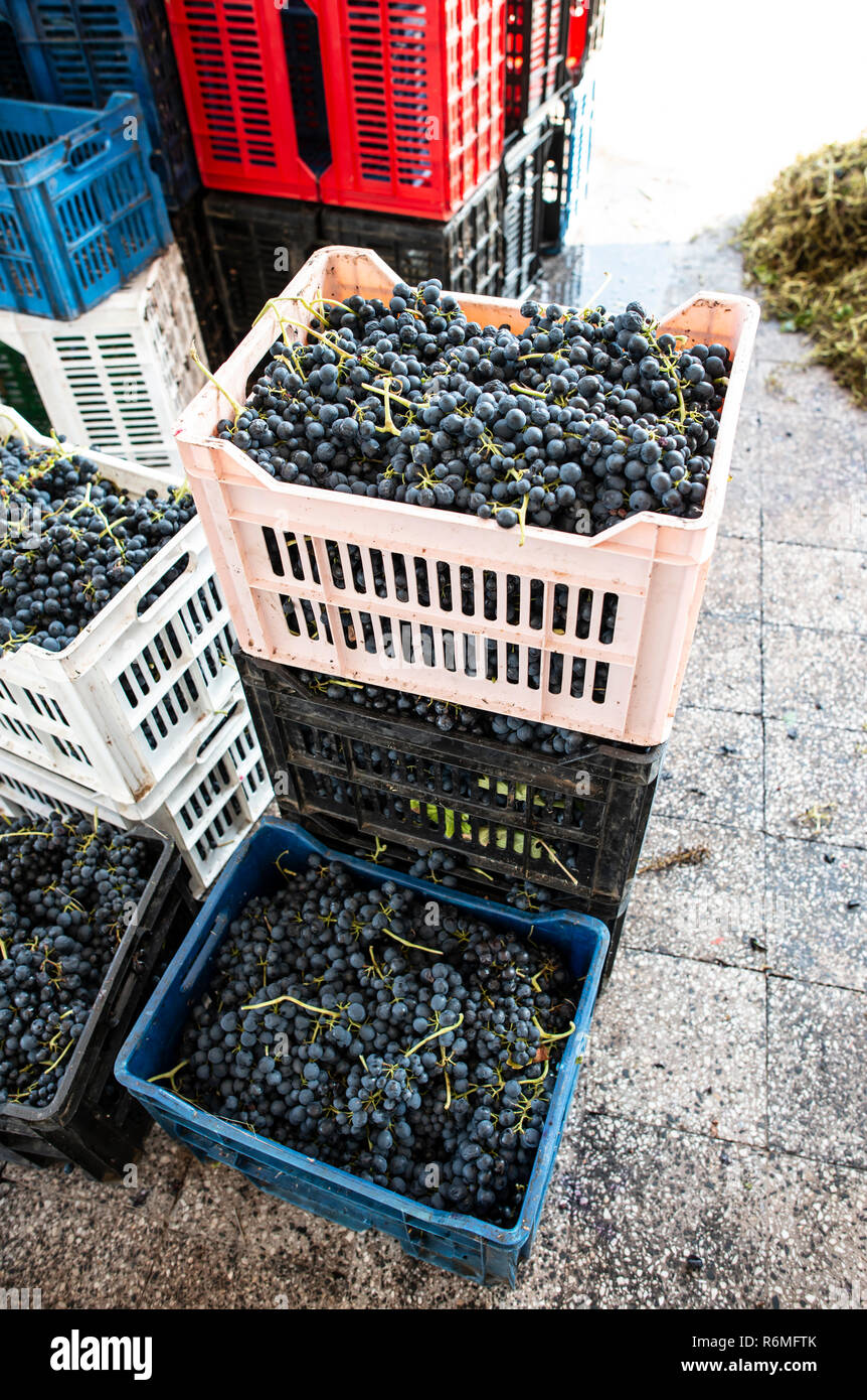 Crates with red grape in a winery Stock Photo - Alamy